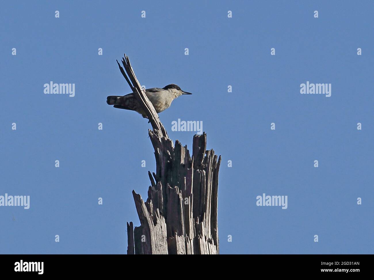 Giant Nuthatch (Sitta magna magna) adult perched on dead tree Doi Lang ...