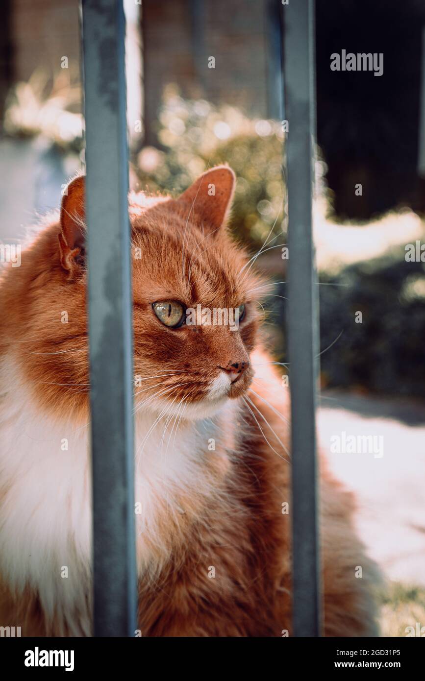 Vertical shot of an adorable ginger cat outdoors behind the metal fence ...