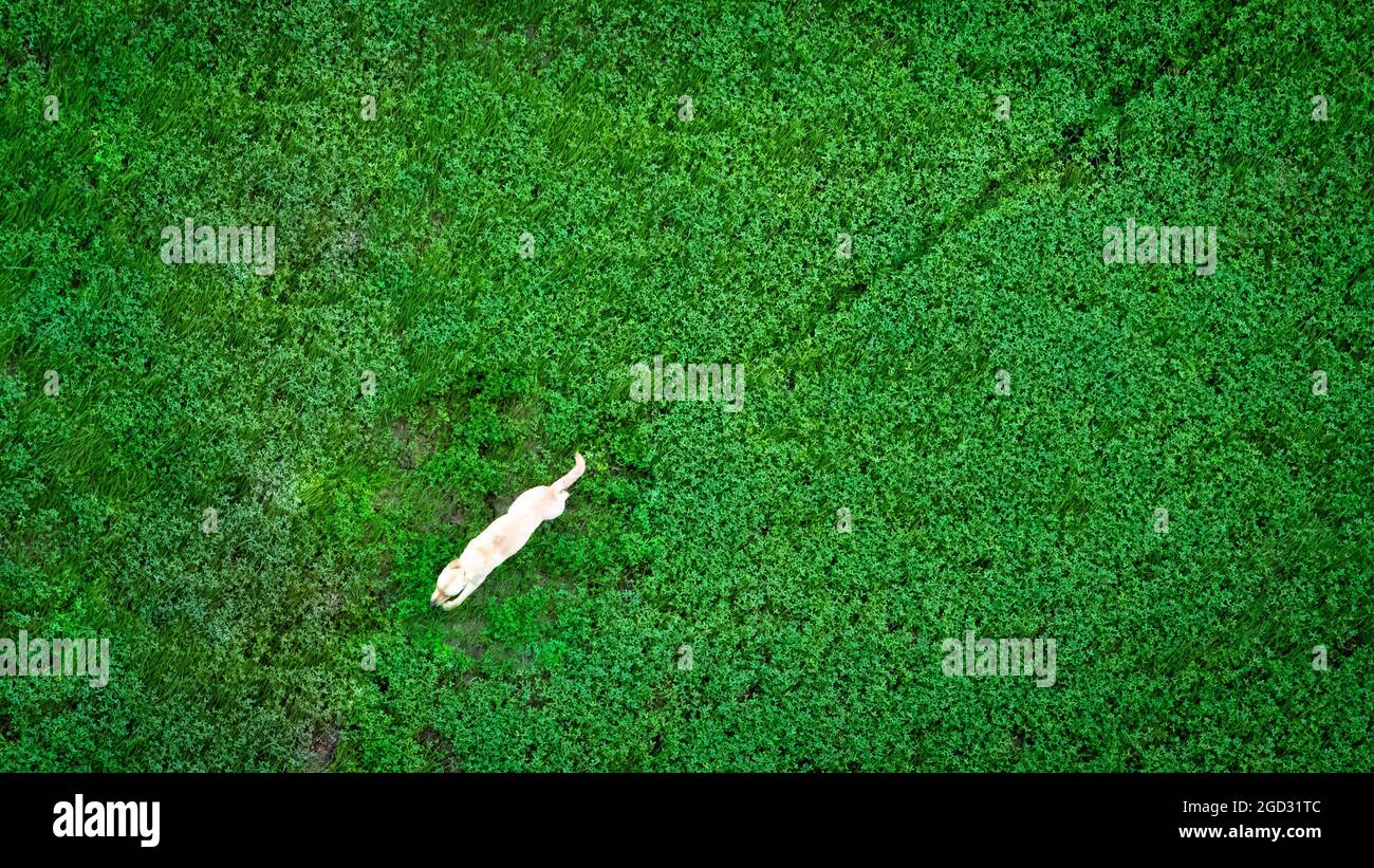 Top view of a Labrador retriever dog walking in grass creating a ...