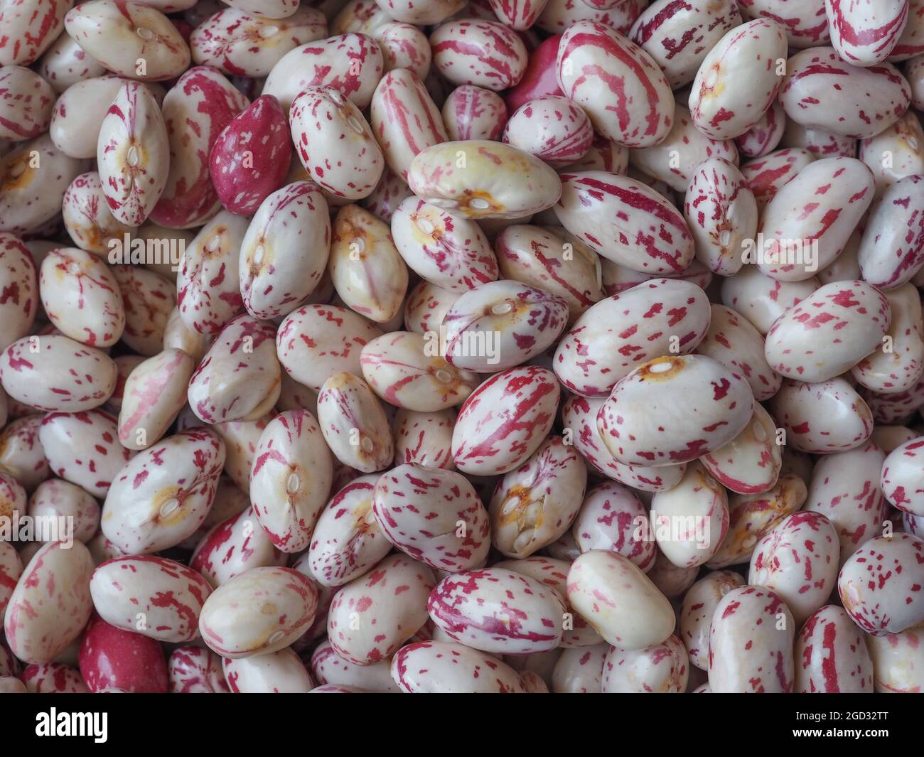 crimson beans, variety of common bean (scientific name Phaseolus ...