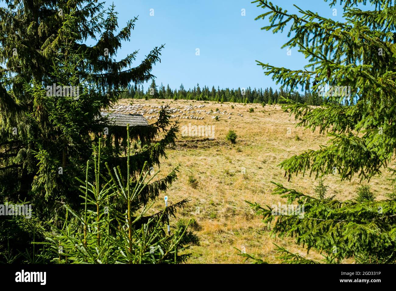 view from Cindrel mountains, Romania Stock Photo - Alamy