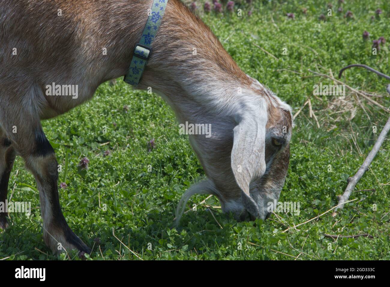 Brown goat grazing on the green grass Stock Photo - Alamy