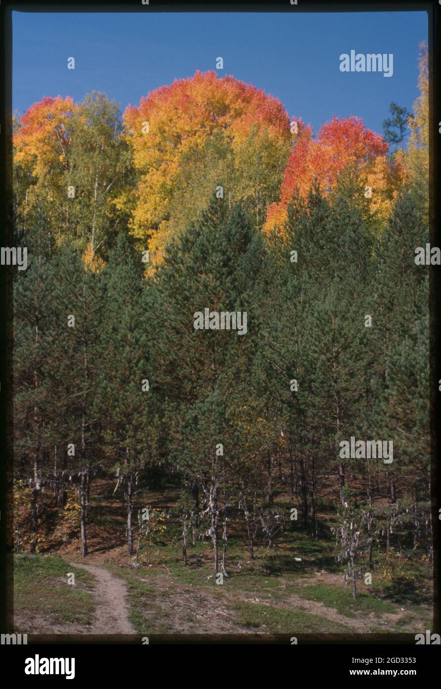 Mandrik russia hi-res stock photography and images - Alamy