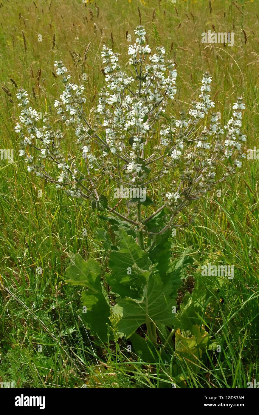 Mediterranean sage or African sage, Ungarn-Salbei, Ungarischer Salbei ...