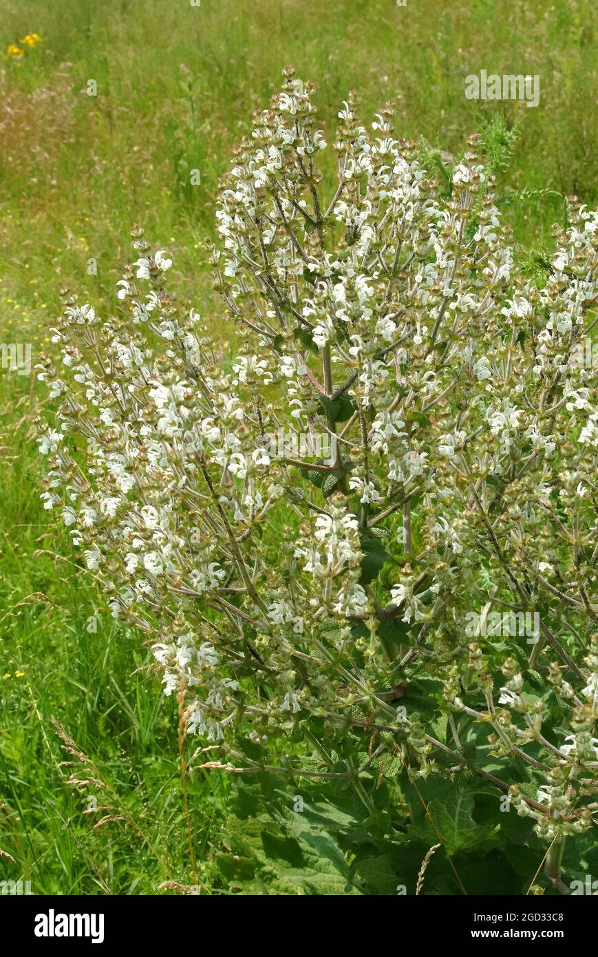 Mediterranean sage or African sage, Ungarn-Salbei, Ungarischer Salbei ...