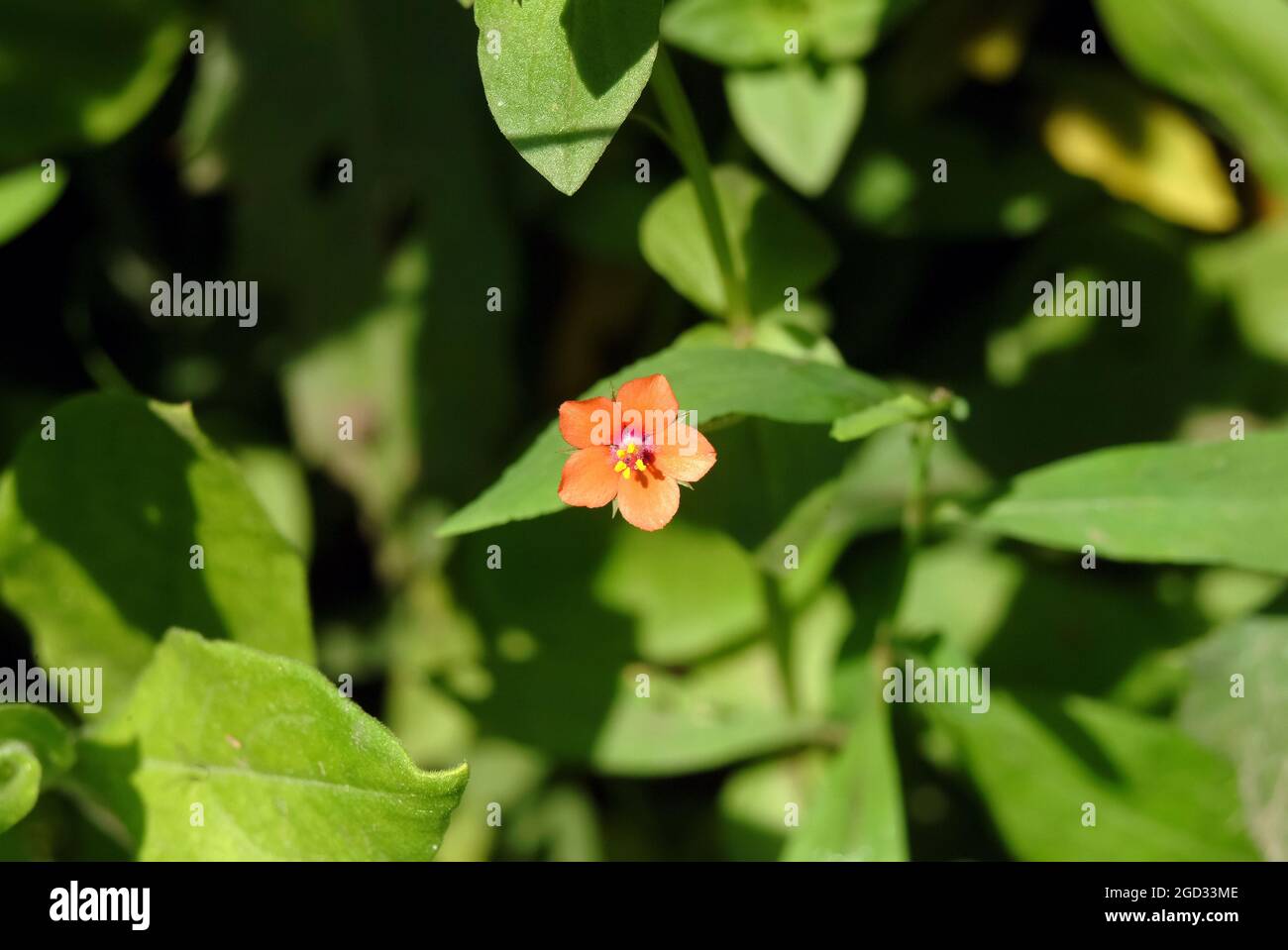 scarlet pimpernel, red pimpernel, red chickweed, Acker-Gauchheil ...