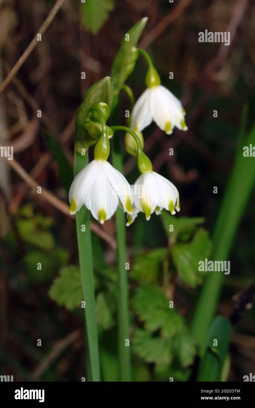 summer snowflake or Loddon lily, Sommer-Knotenblume, Leucojum aestivum ...