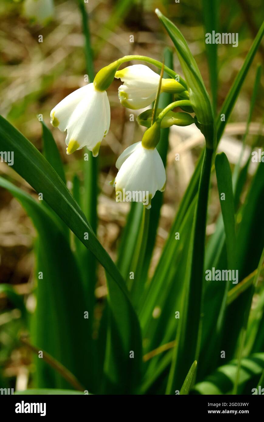 summer snowflake or Loddon lily, Sommer-Knotenblume, Leucojum aestivum ...
