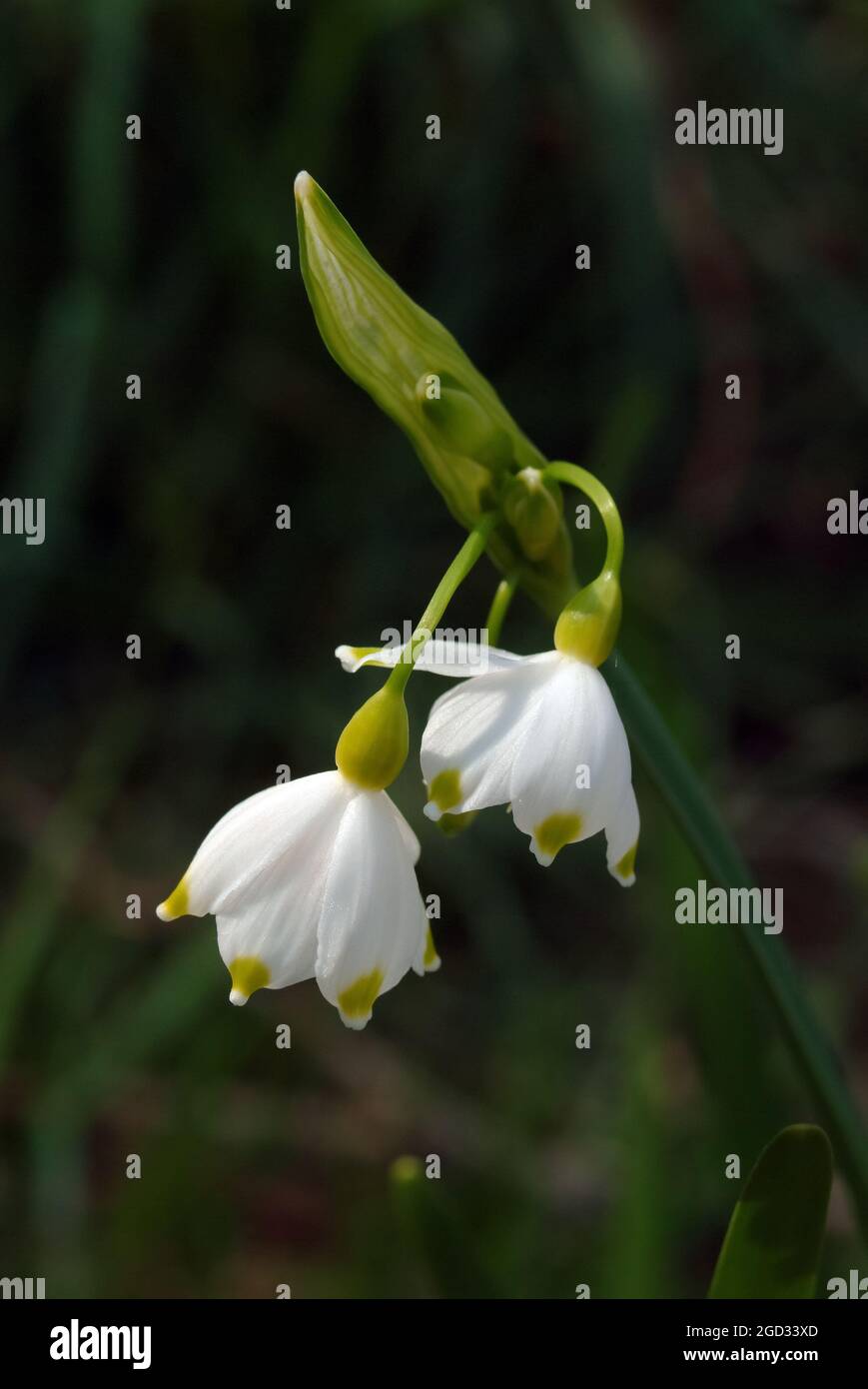 summer snowflake or Loddon lily, Sommer-Knotenblume, Leucojum aestivum ...