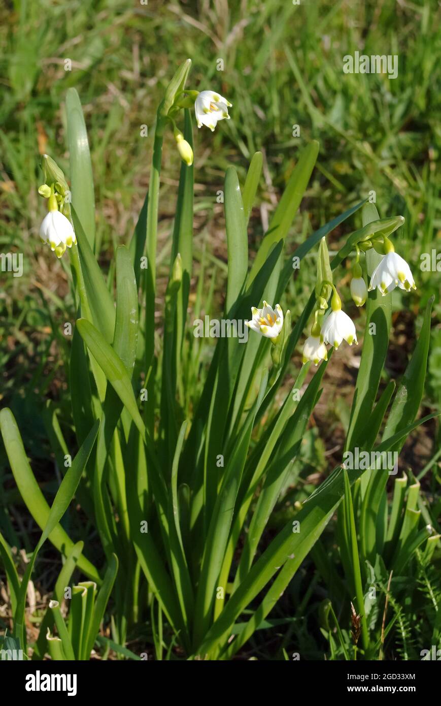 summer snowflake or Loddon lily, Sommer-Knotenblume, Leucojum aestivum ...