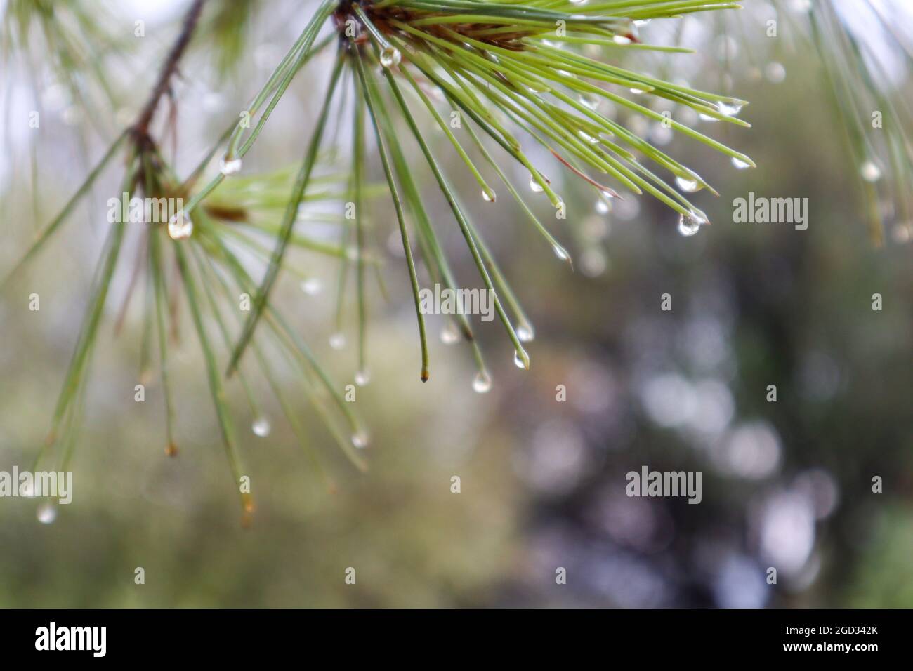 Tree raindrop hi-res stock photography and images - Alamy