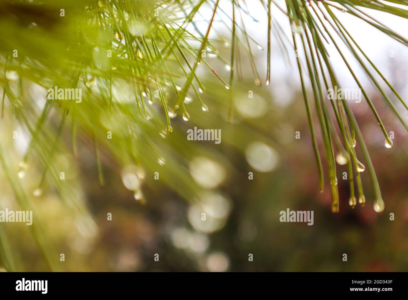Macro rain water drops on bright green pine fir tree needles with blurred bokeh natural ...
