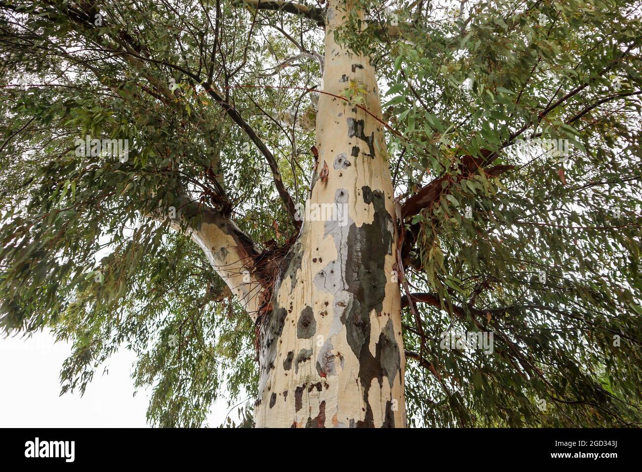 Tall Eucalyptus tree with green leaves and patterned colorful bark on ...