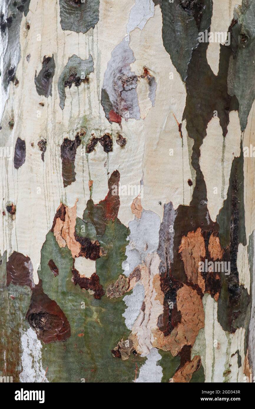 Eucalyptus tree pattern close-up , colorful bark texture, vertical ...