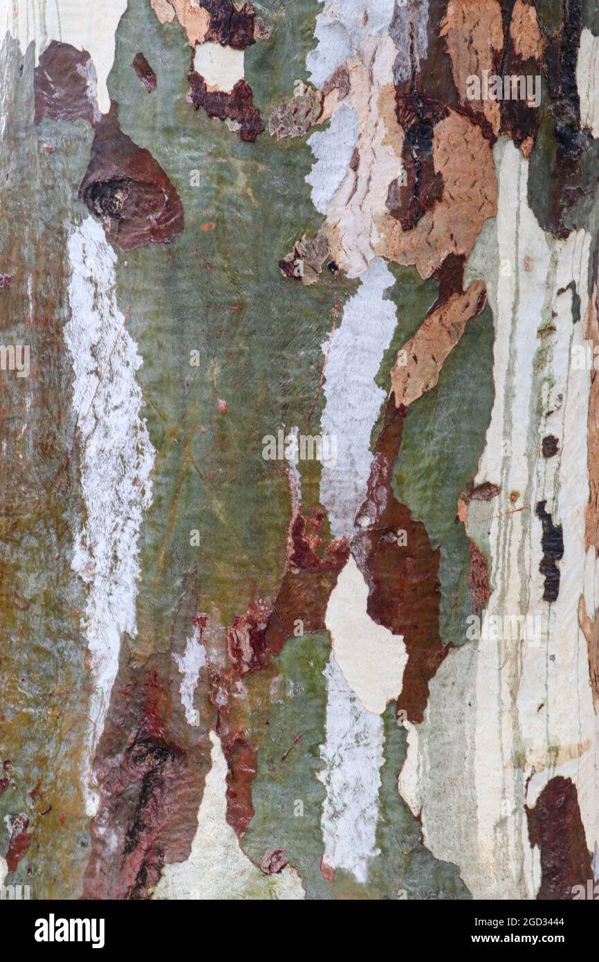 Eucalyptus tree pattern, colorful bark texture, vertical surface close ...