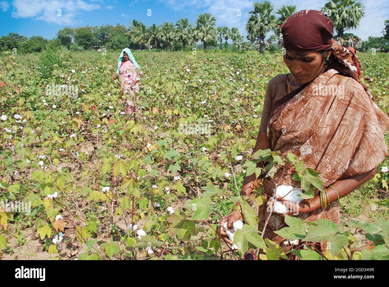 Cotton plant india hi-res stock photography and images - Alamy