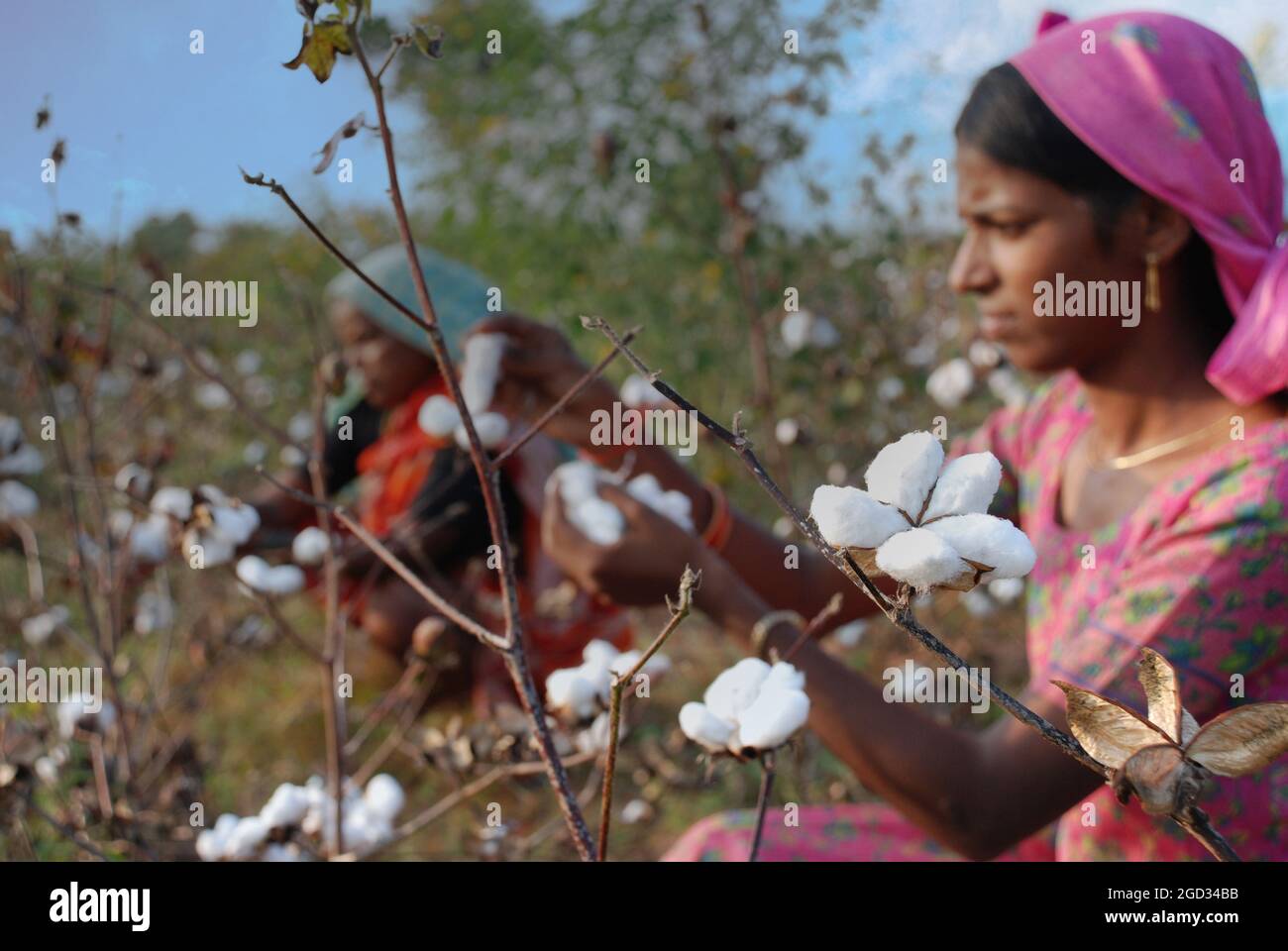 India maharashtra cotton farming hi-res stock photography and images ...