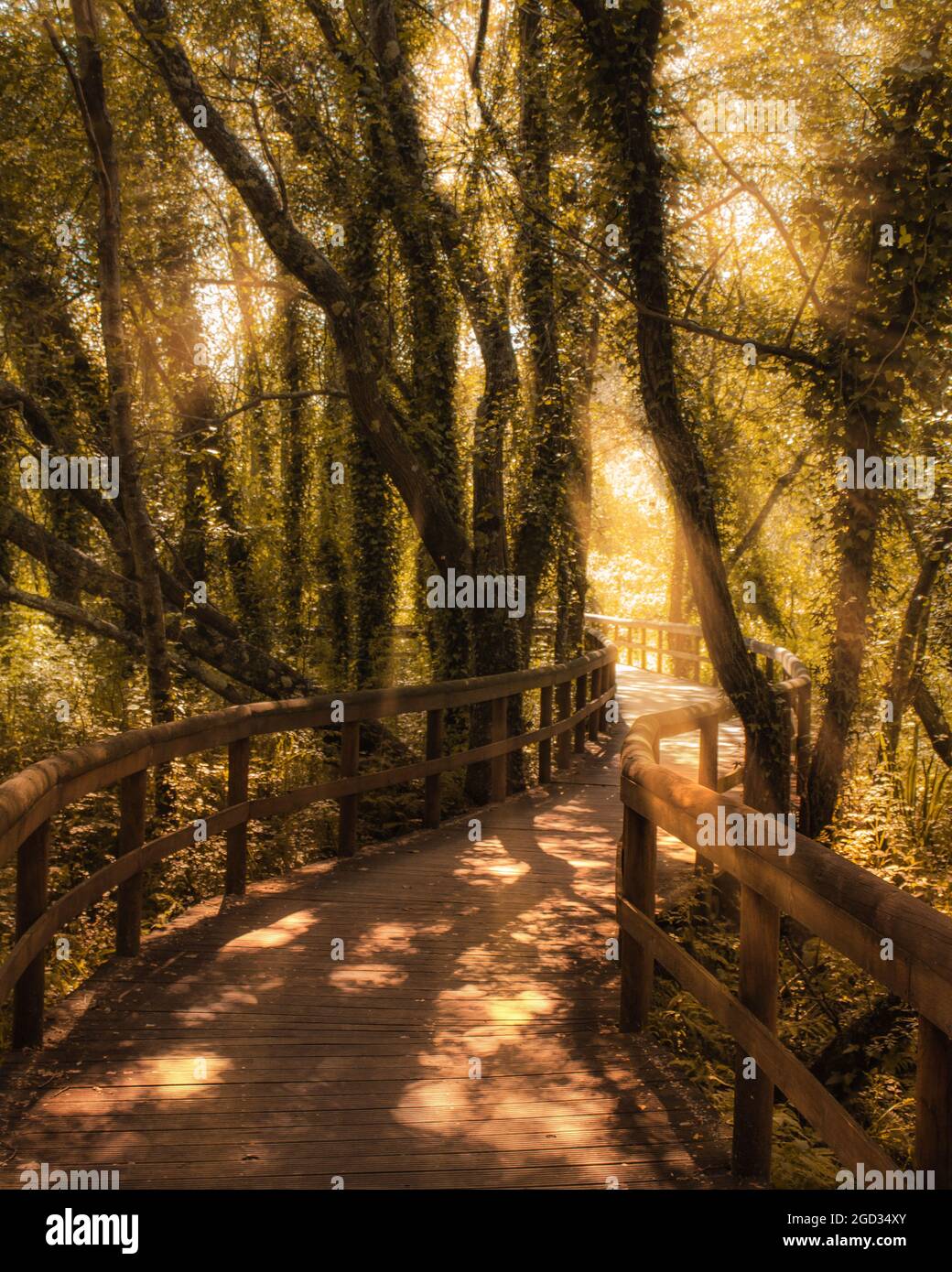 Wood path in the forest with sun light flare passing through the trees ...