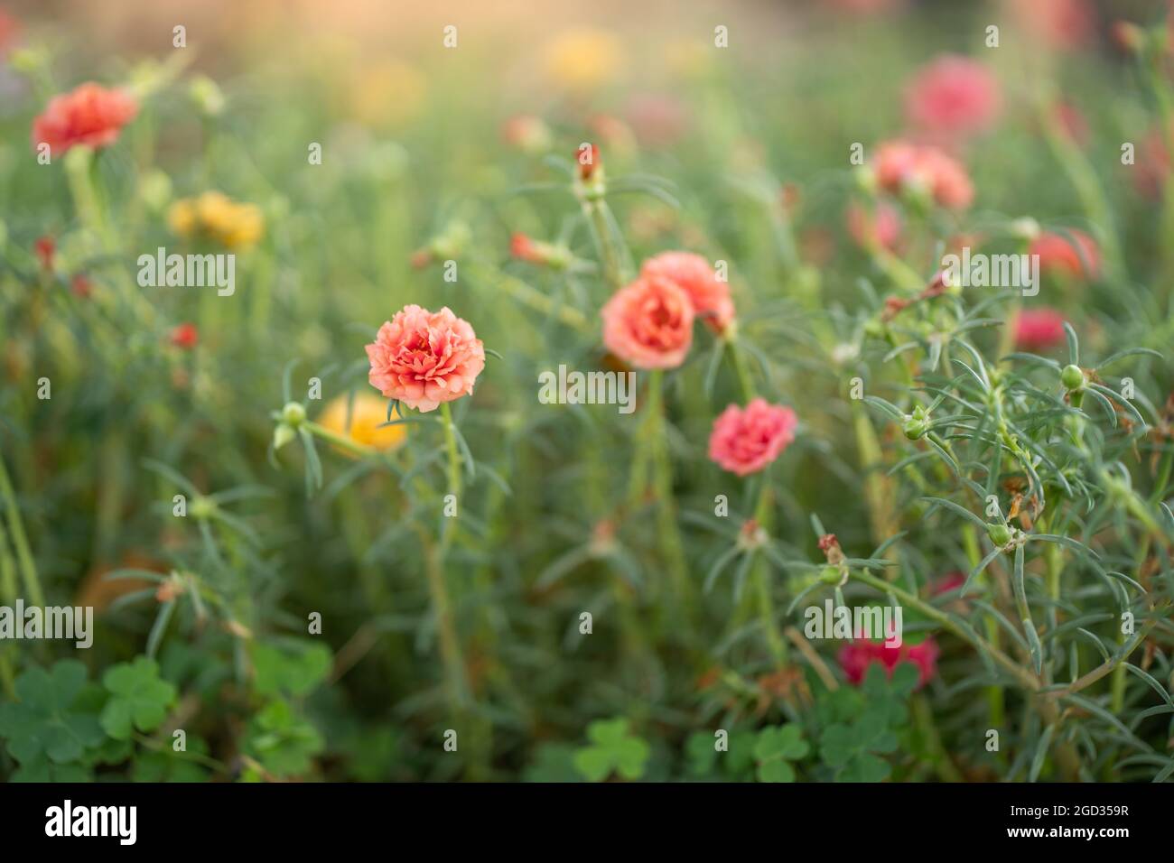 Field of beautiful garden roses in sunlight Stock Photo - Alamy