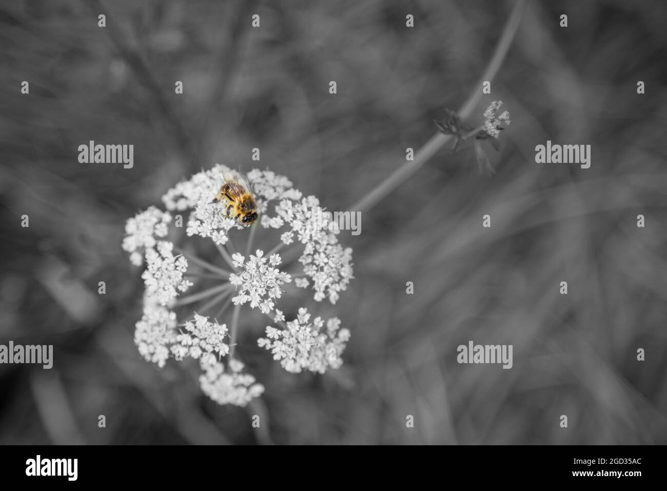 Bee Hovering Over Flower High Resolution Stock Photography and Images ...