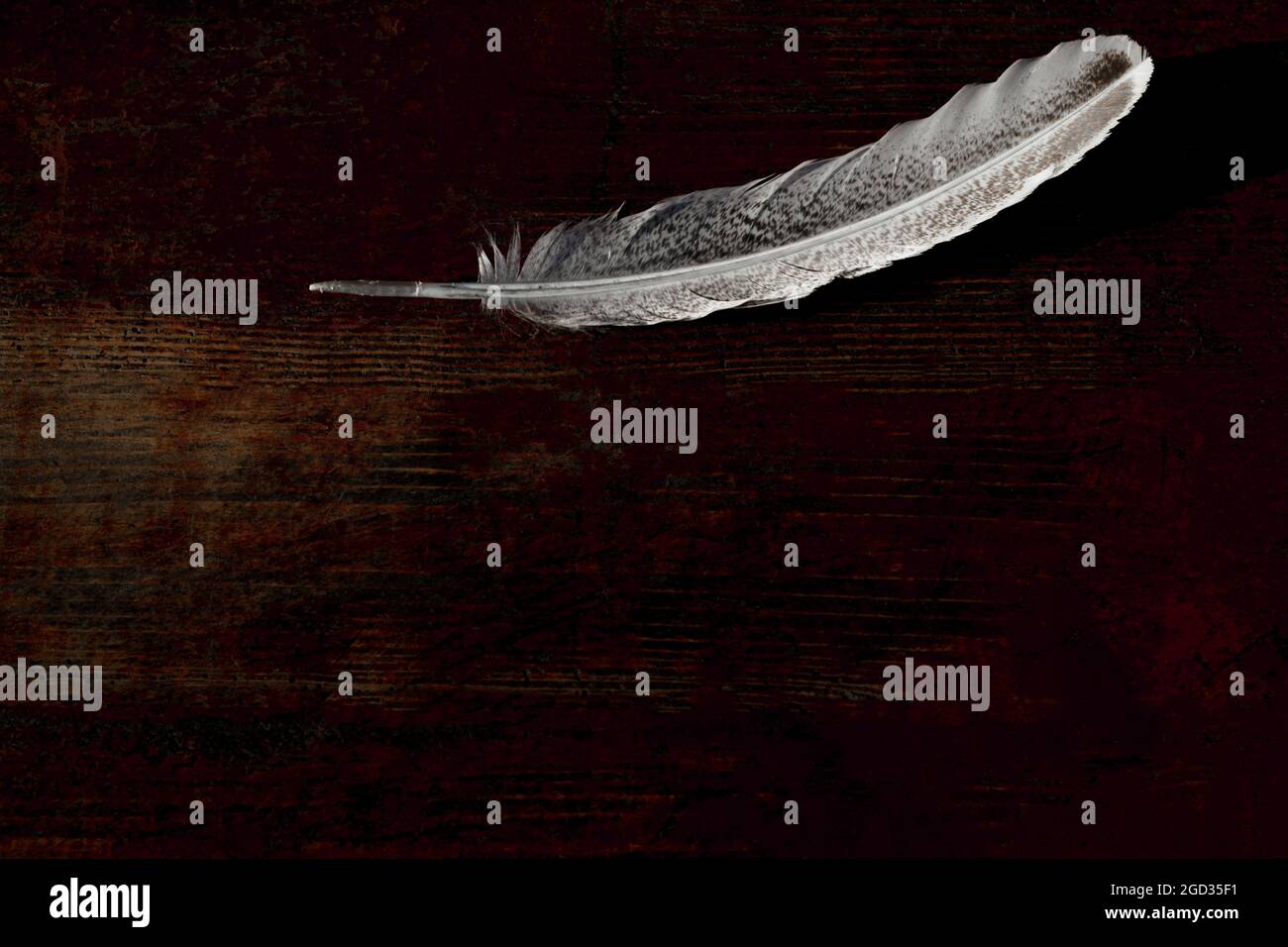 A goose feather on an aged antique dark old wood background. Quill pen ...