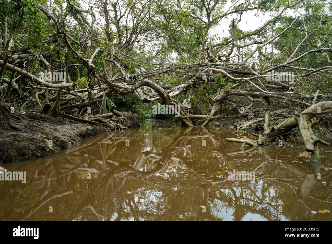 Branches of trees fallen into the pond in the forest Stock Photo - Alamy