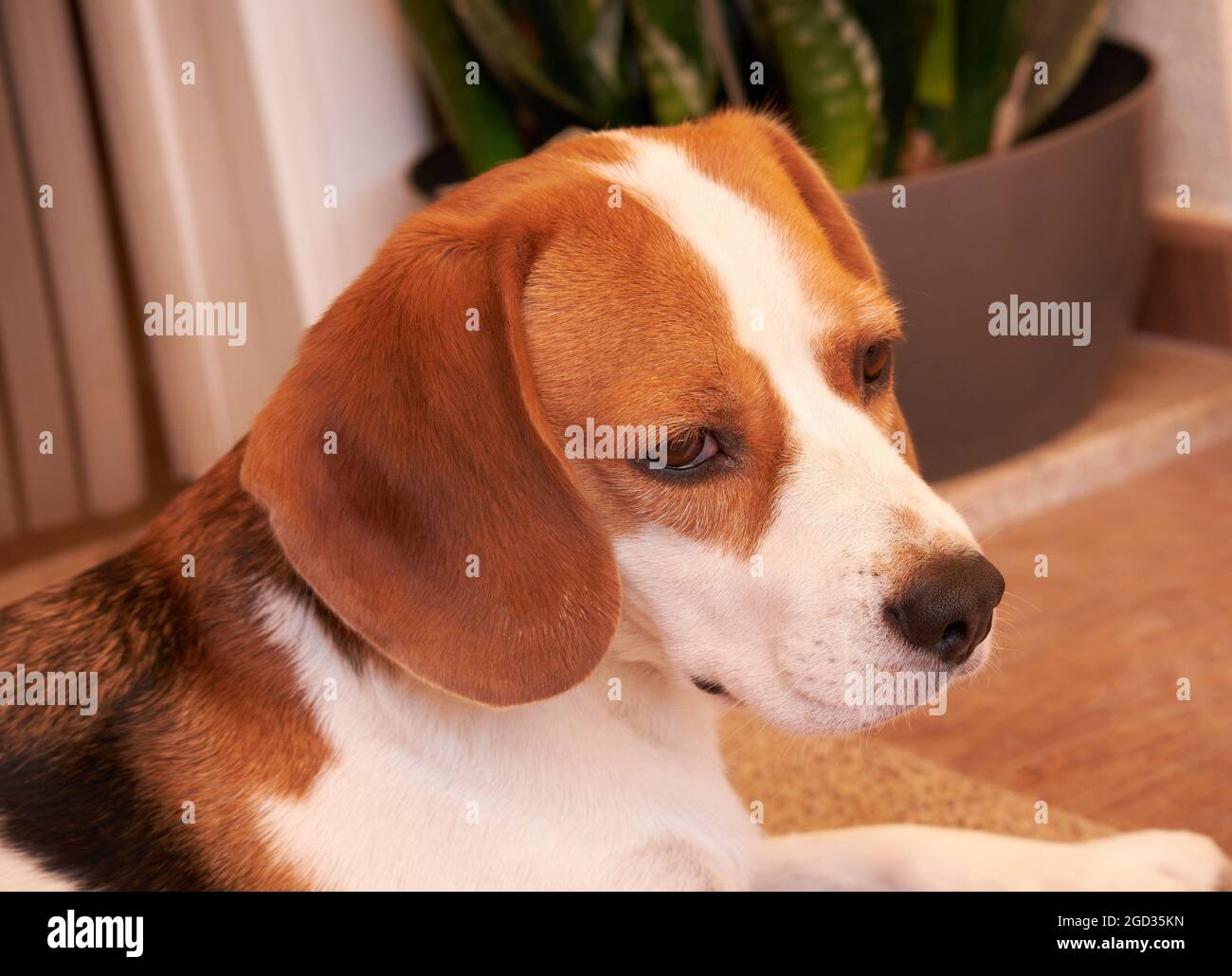 portrait of beautiful beagle dog Stock Photo - Alamy