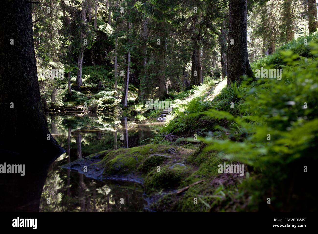 A river running through a forest plants trees Stock Photo - Alamy