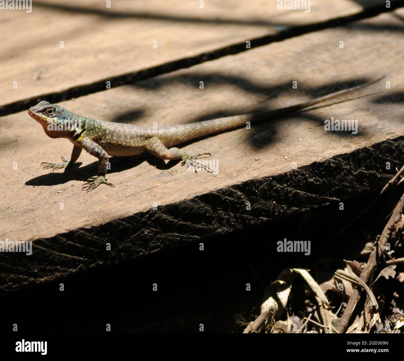 South American lizard (liolaemus lemniscatus). Iguazu National Park ...