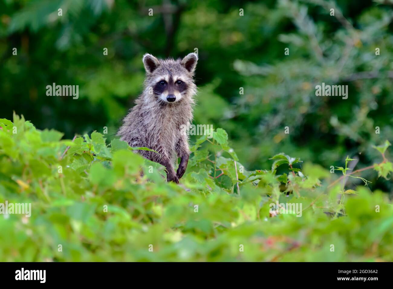 Raccoon foragin in an August morning near the shores of Lake Erie in ...