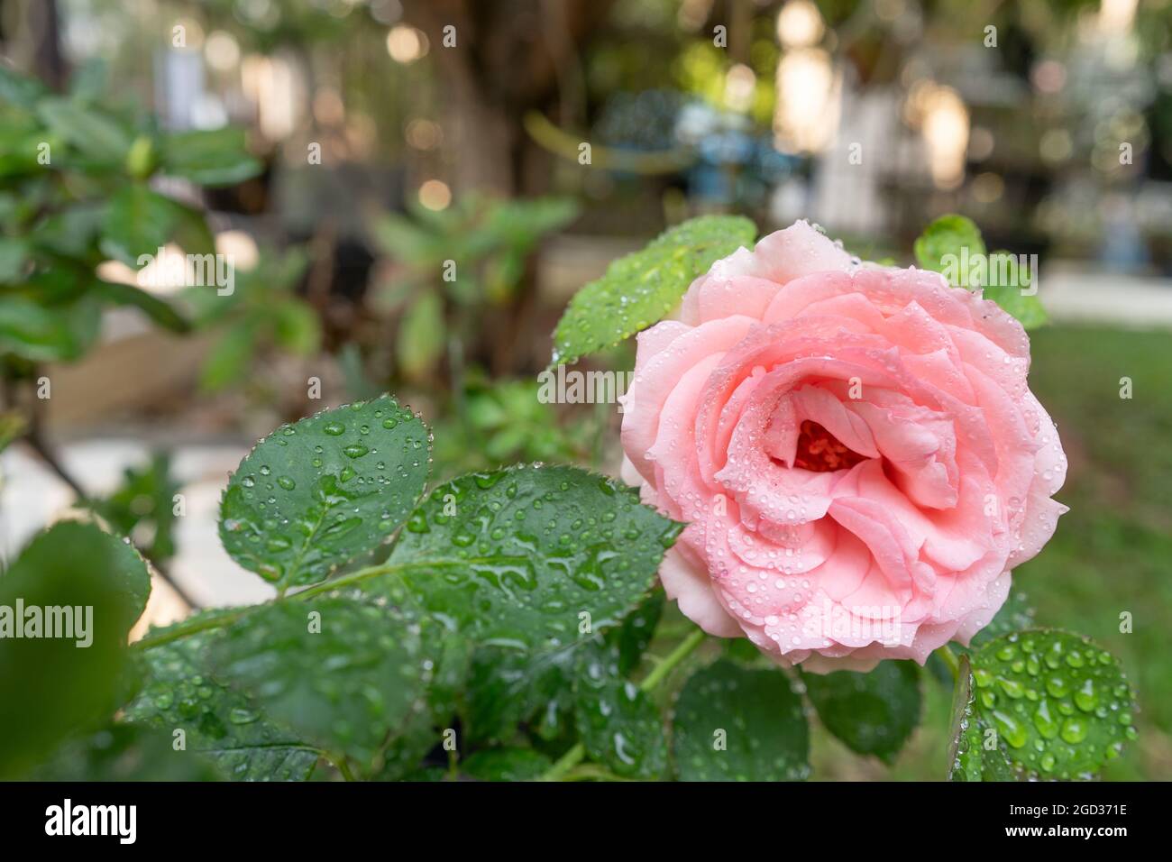Closeup shot of a beautiful pink rose growing in a garden Stock Photo ...