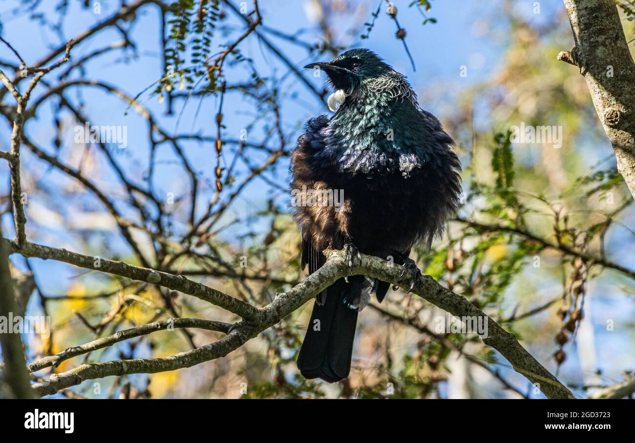 Filamentous tail hi-res stock photography and images - Alamy