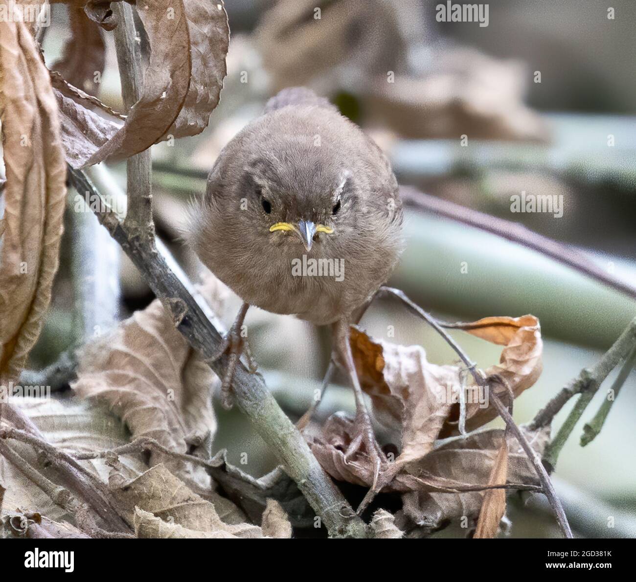 Closeup shot of a small cute house wren standing on the branch Stock ...