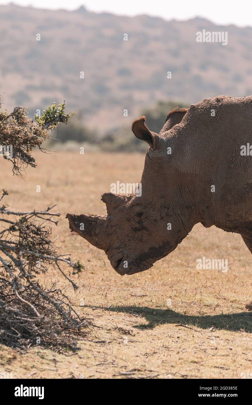 White rhino grazing in a field Stock Photo - Alamy