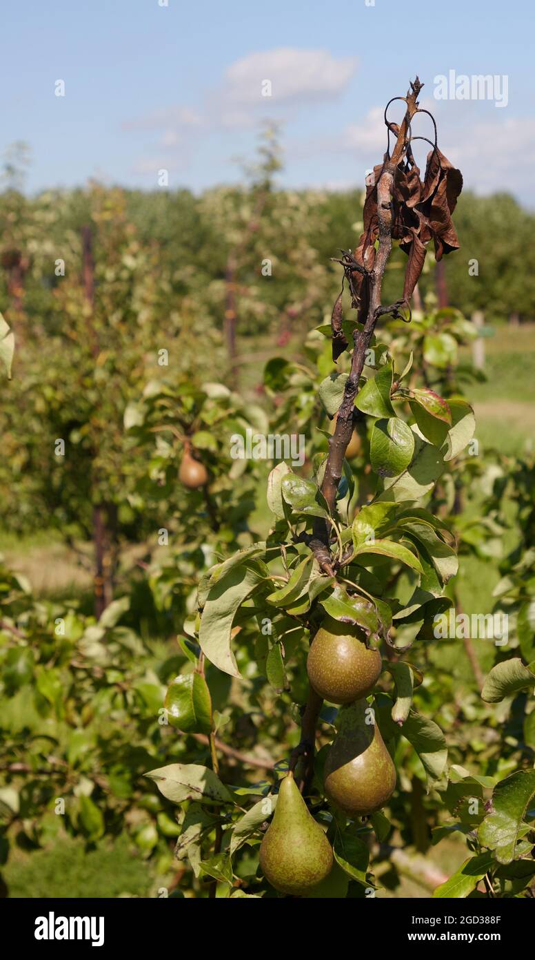 Fire blight pear tree hi-res stock photography and images - Alamy