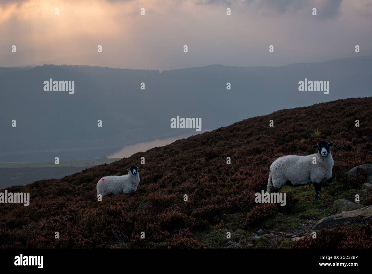 A couple of sheep on a hiking trail around Ladybower reservoir at ...