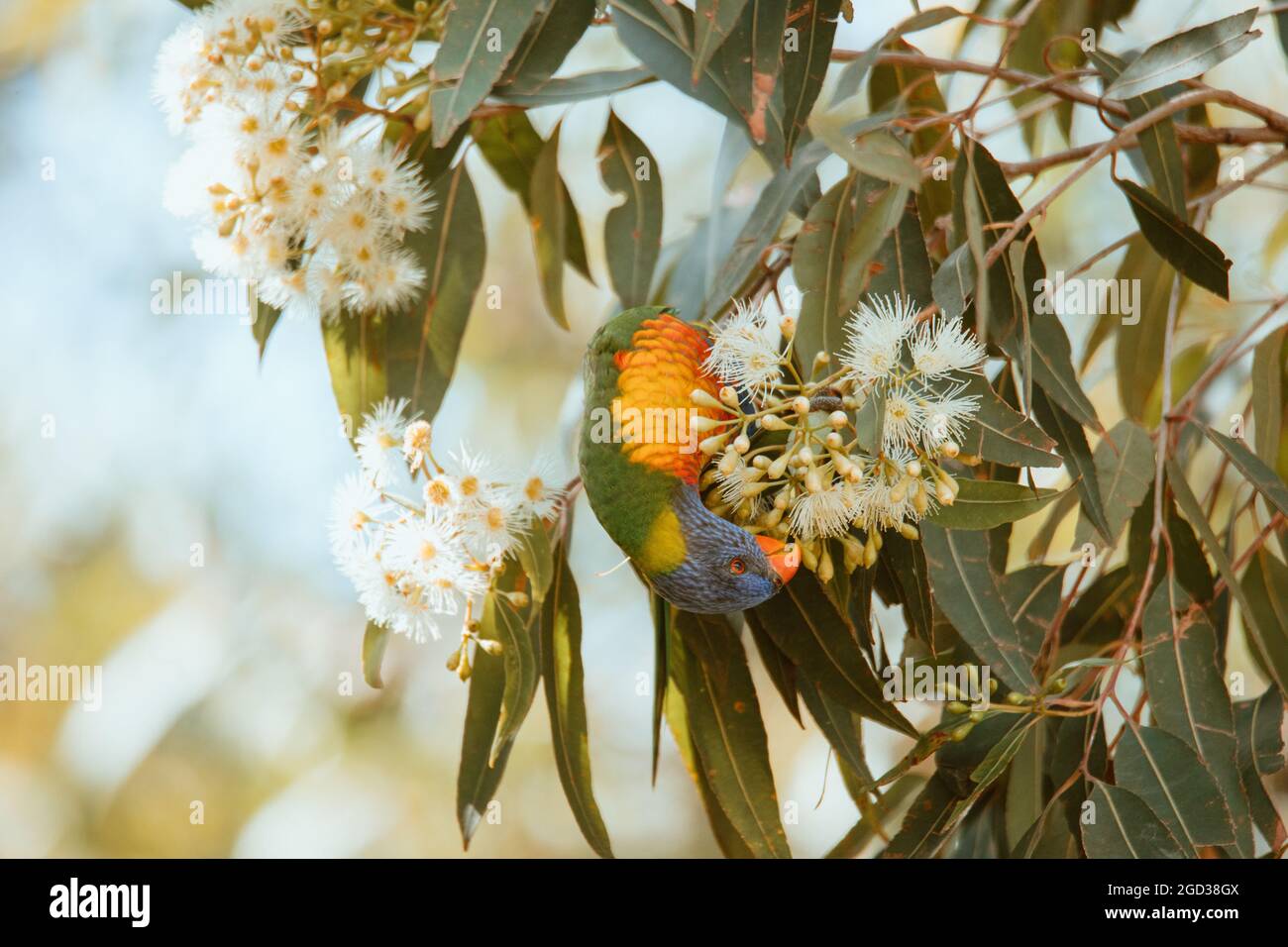 Rainbow Lorikeet bird eating in a tree Stock Photo - Alamy