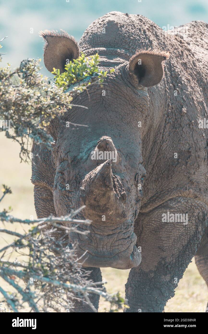 White rhino grazing in a field Stock Photo - Alamy