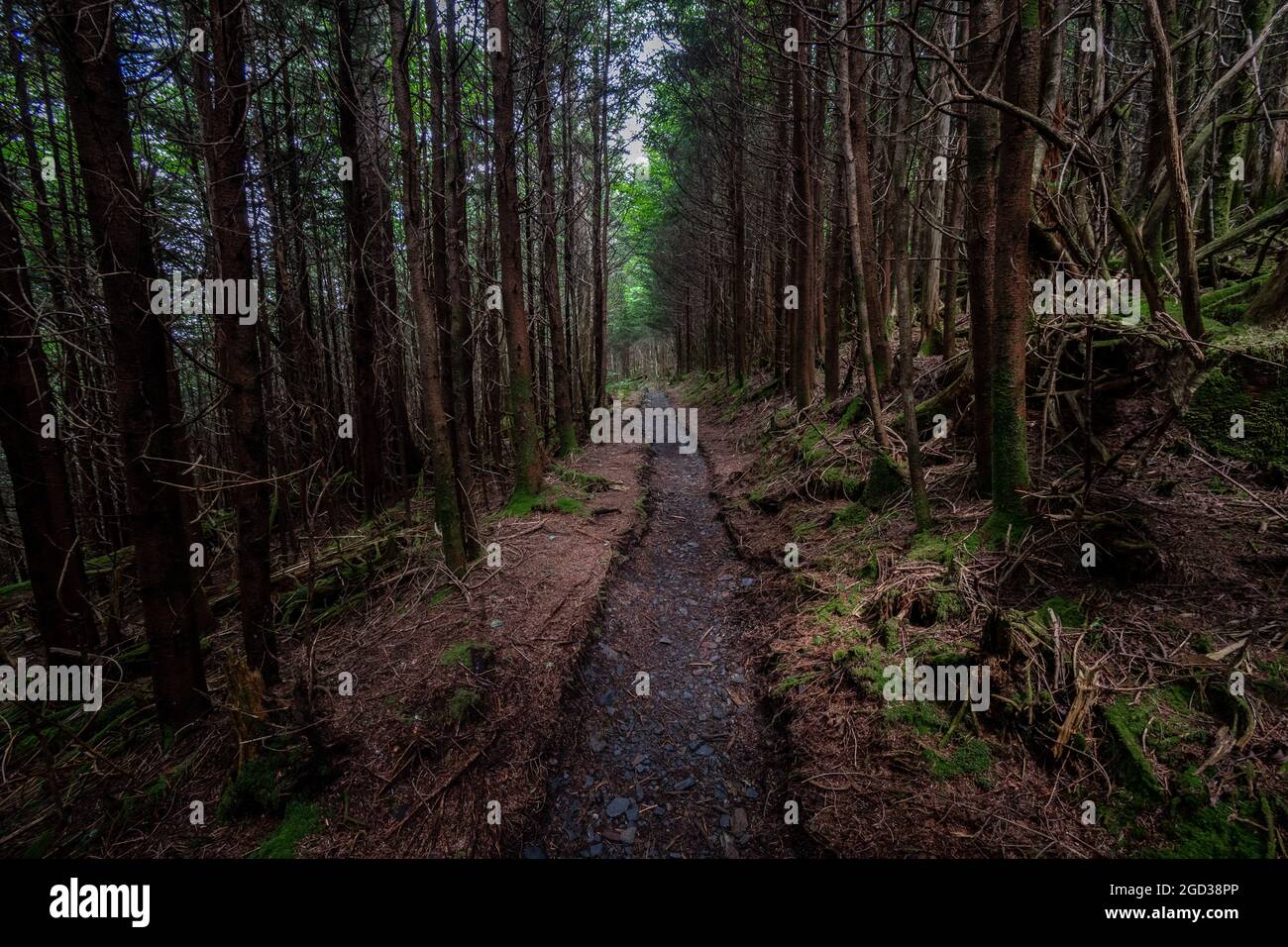 Wooded path in the Smoky Mountains Stock Photo - Alamy