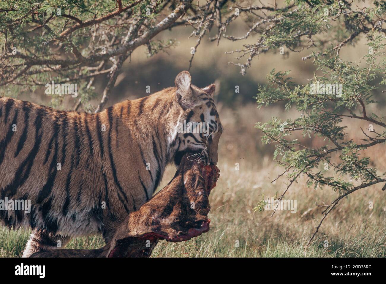 Animal with stripes hi-res stock photography and images - Alamy