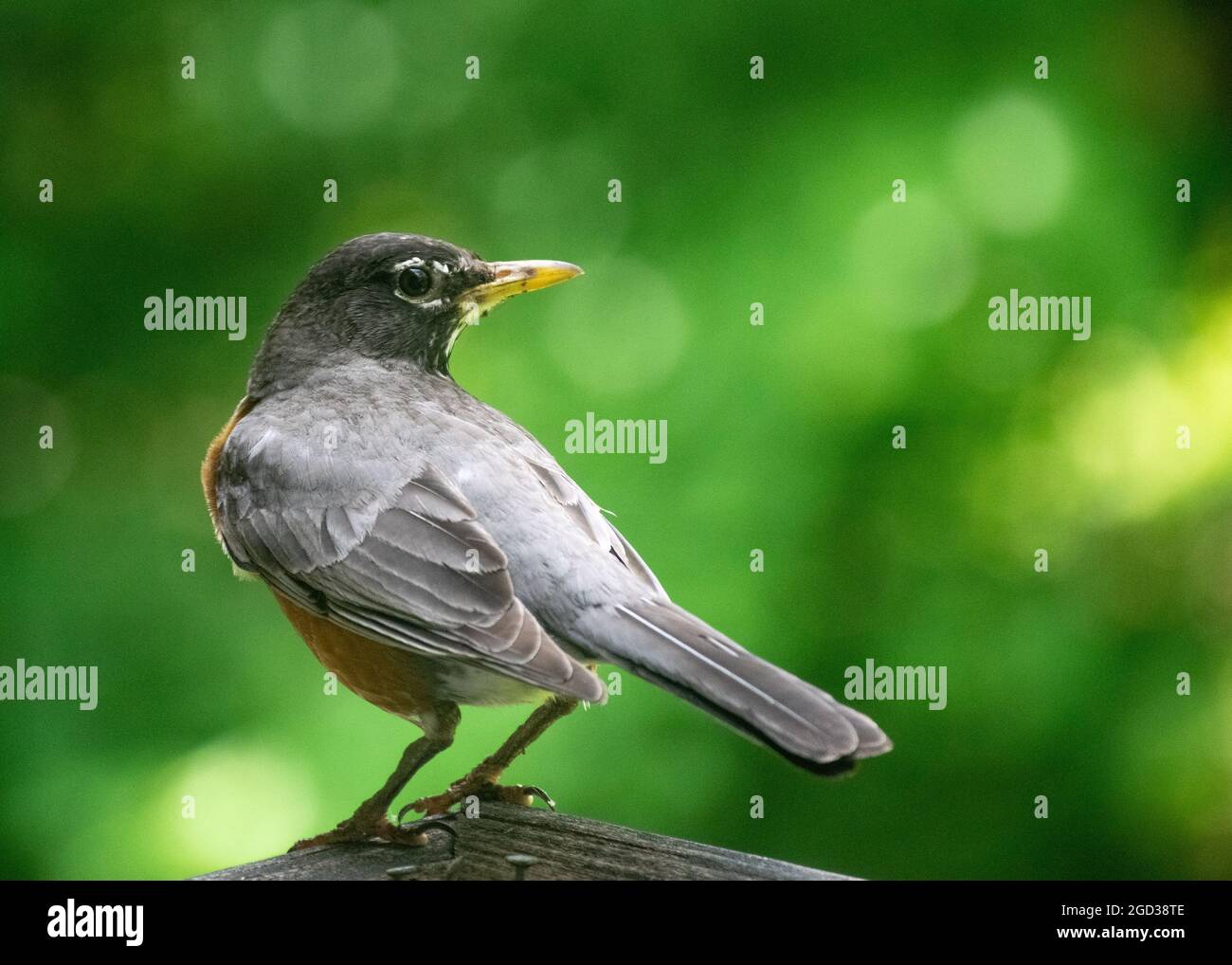 American robin with green background Stock Photo - Alamy