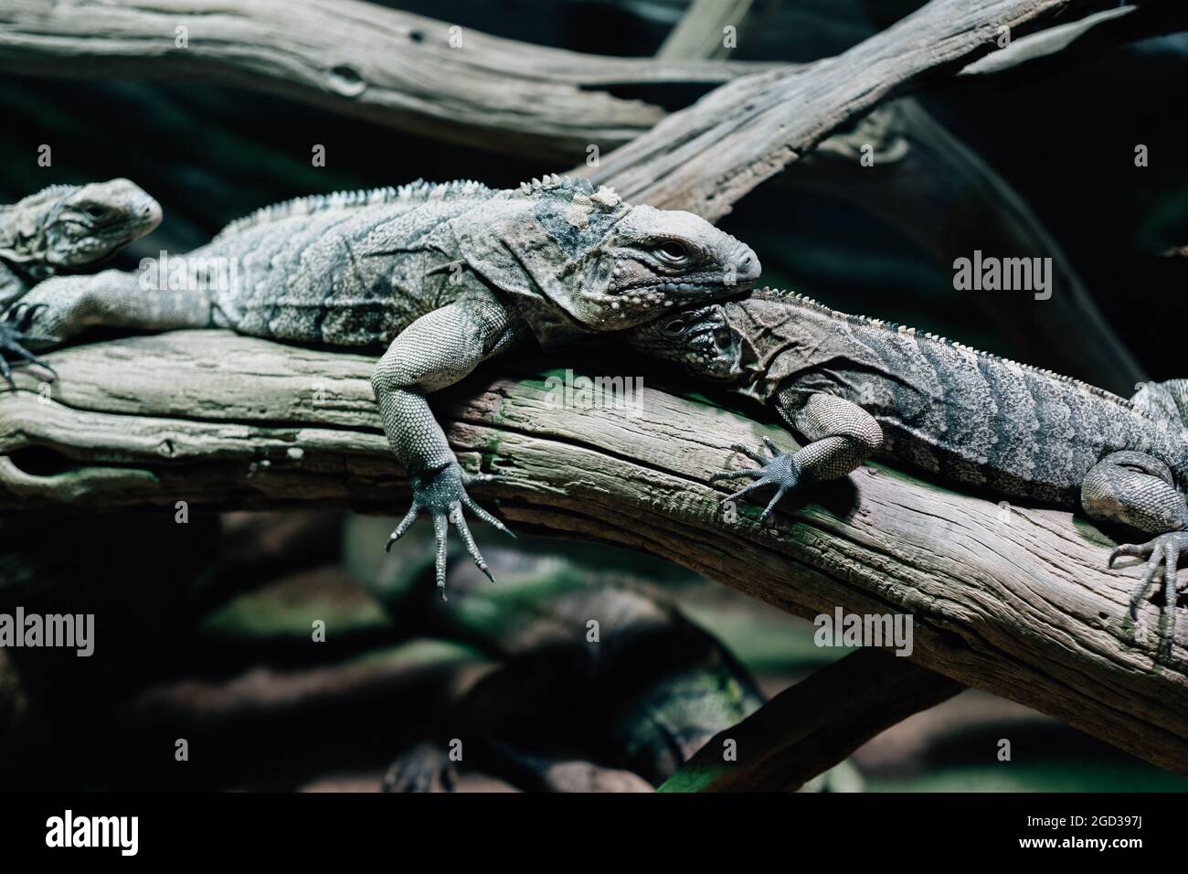 Few lizards on a tree branch in their natural habitat Stock Photo - Alamy