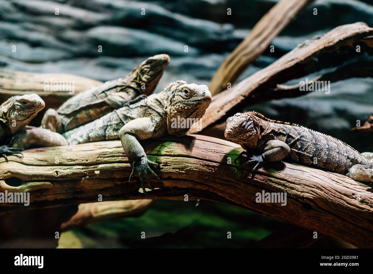 Few lizards on a tree branch in their natural habitat Stock Photo - Alamy