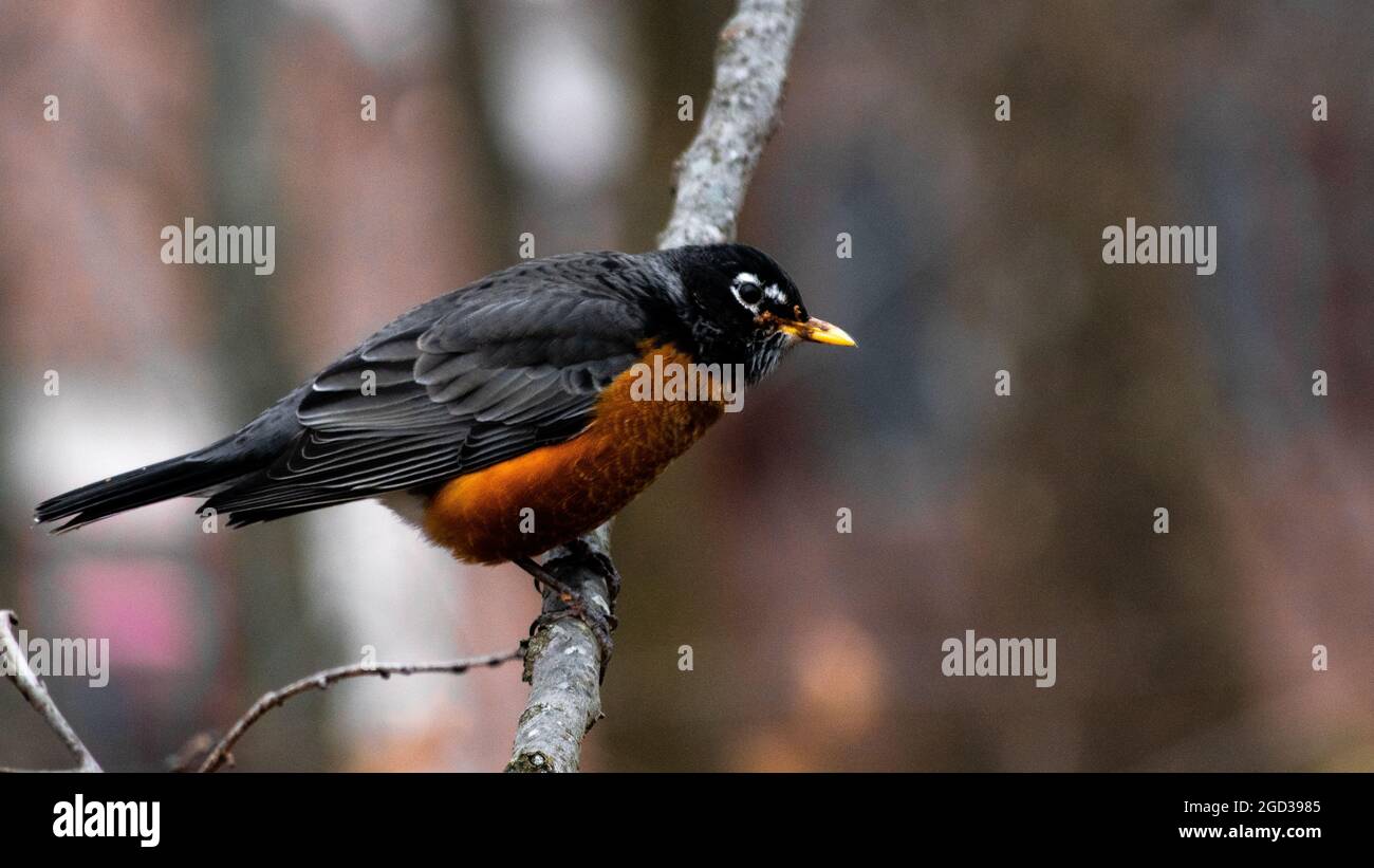 American robin on a tree branch Stock Photo - Alamy
