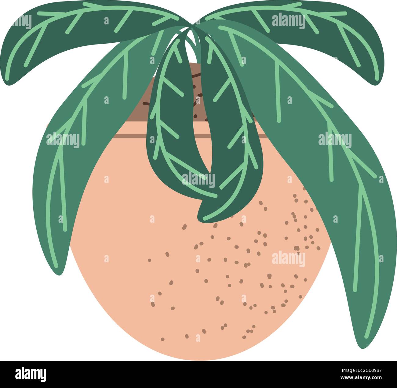 houseplant leaves decoration Stock Vector Image & Art - Alamy