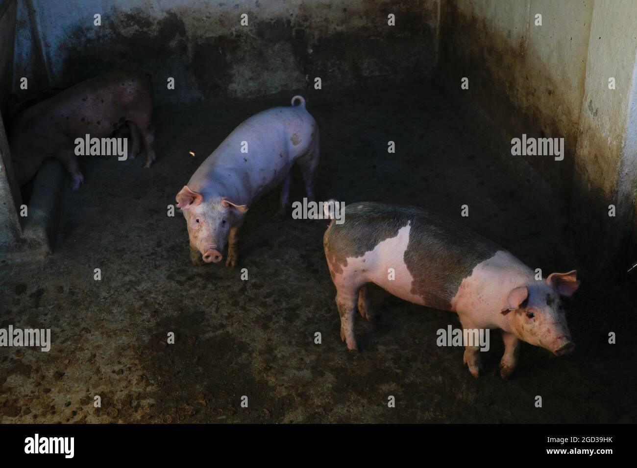 Rural slaughterhouse hi-res stock photography and images - Alamy