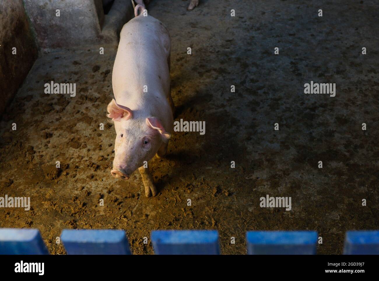 Pig stall farm. Piglets breeding. Small piggy in stockyard. Mammal ...