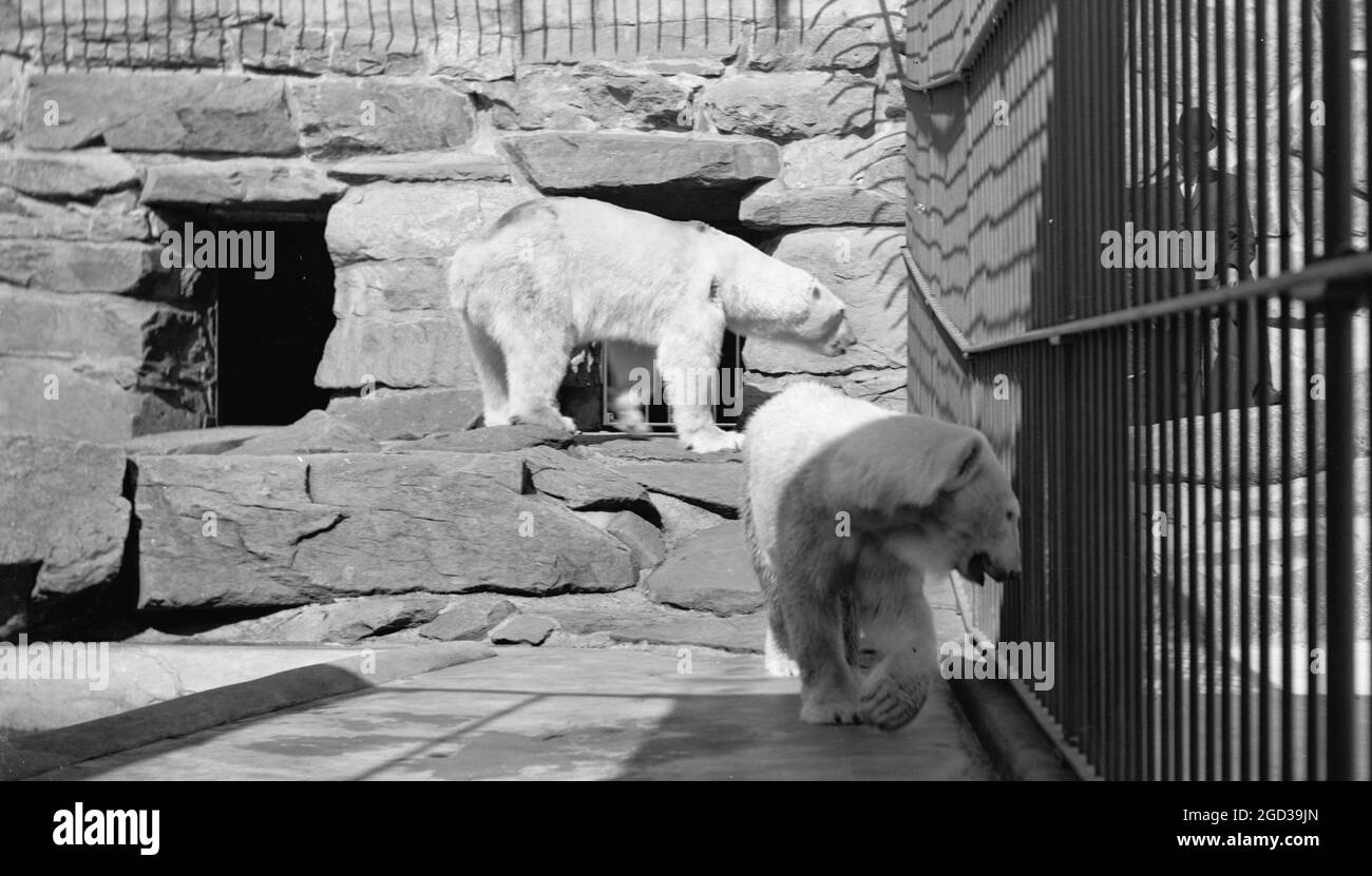 Early 1900s zoo hi-res stock photography and images - Alamy