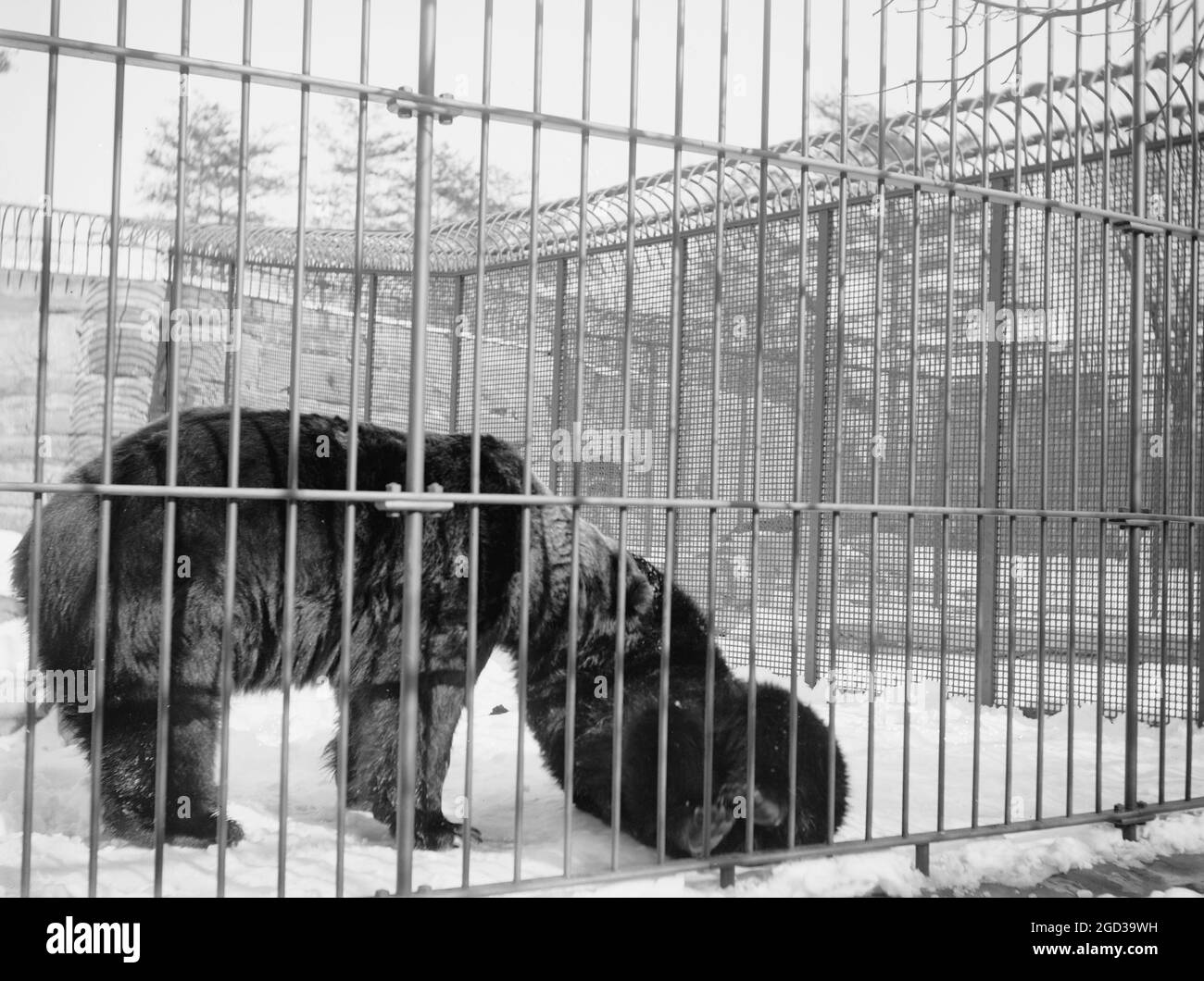 Early 1900s zoo hi-res stock photography and images - Alamy