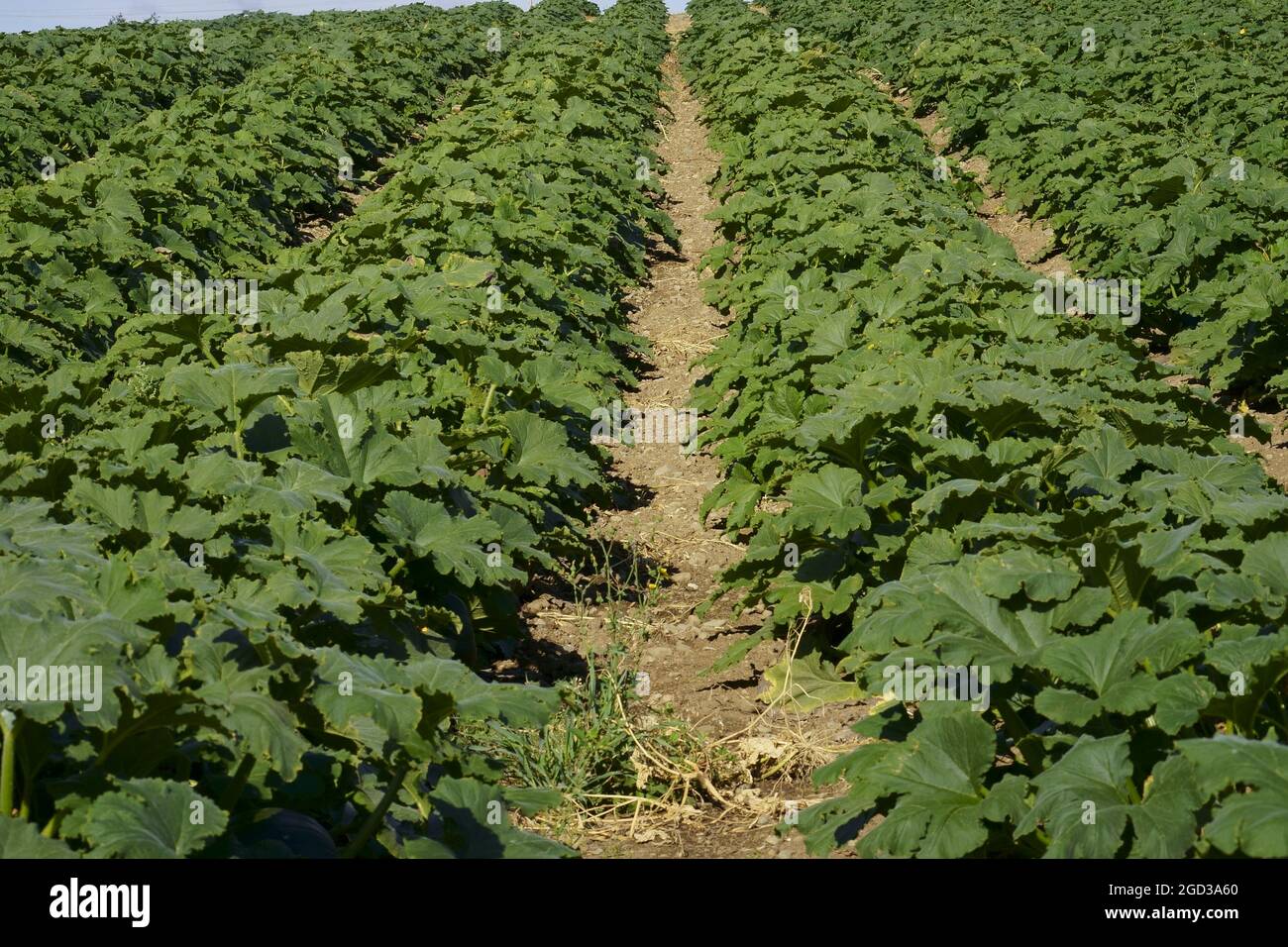 Pumpkin and squash crop in Central Saanich fields Stock Photo - Alamy